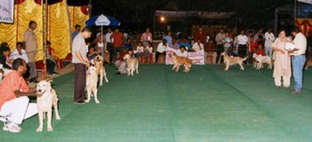 Golden Retriever Speciality Show - Golden Retriever Club - India