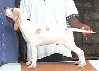 Litter Box - Pointer - Venkat