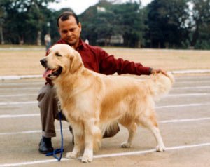 Golden Retriever Speciality Show - Golden Retriever Club - India